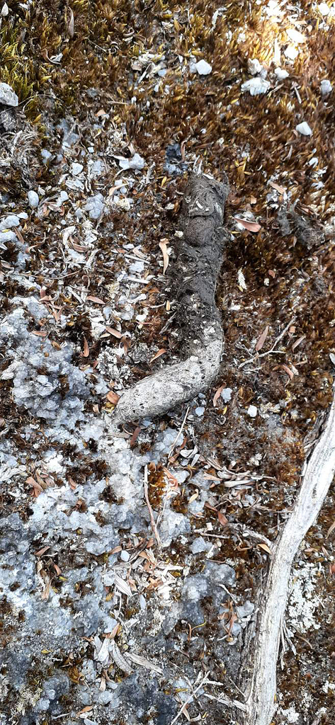 Spotted-tailed Quoll from Wooroonooran QLD 4860, Australia on October ...