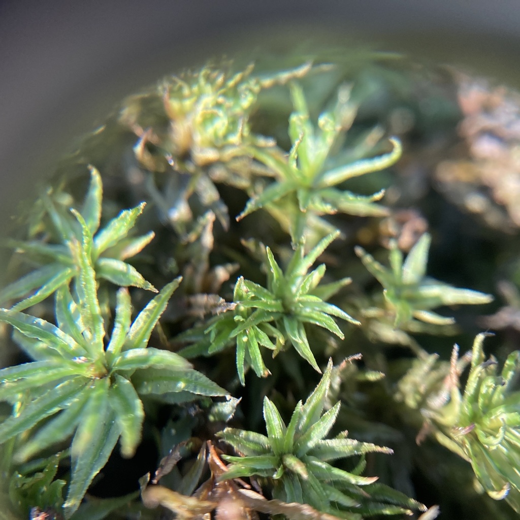 Smoothcap Mosses from High Park, Toronto, ON, CA on December 06, 2020 ...