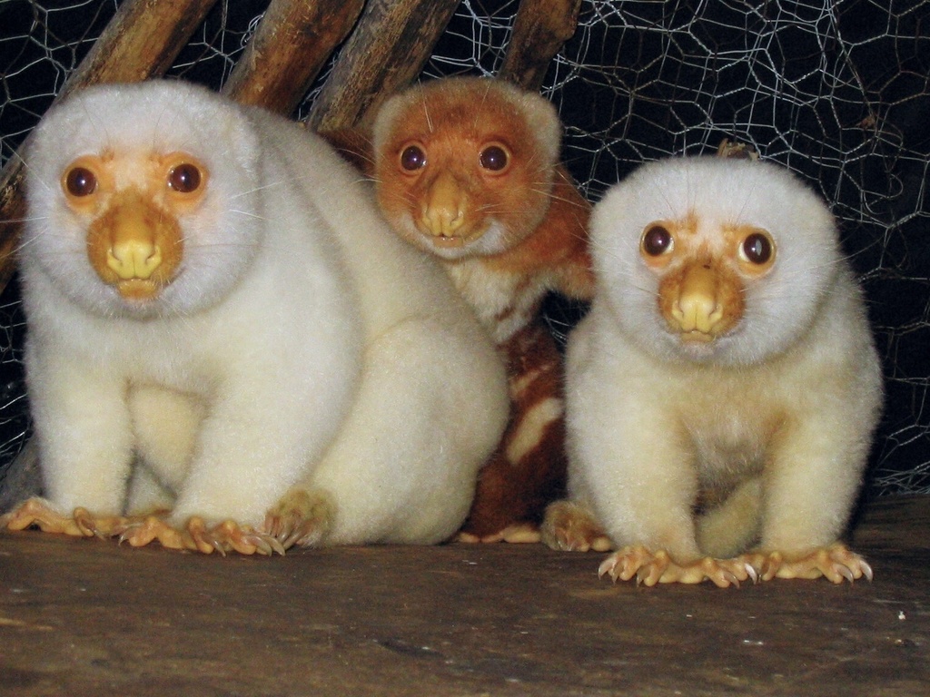 Common Spotted Cuscus from East Sepik, PG on September 10, 2004 at 03: ...