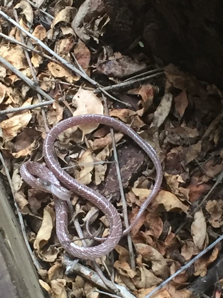 Marbled Tree Snake from Moditlo Game Reserve on December 7, 2020 by ...