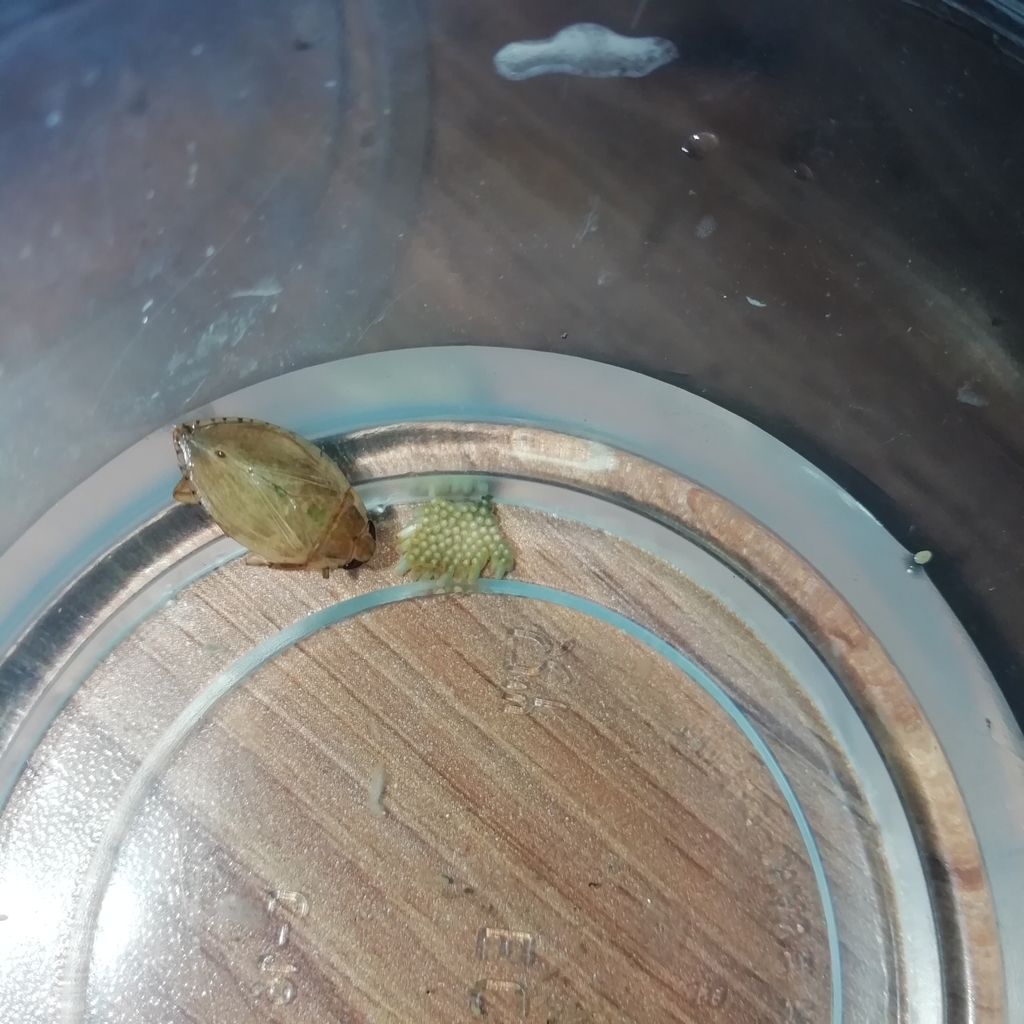 Diplonychus from Kampung Hutan Gelam, Langgar, Kedah, Malaysia on ...