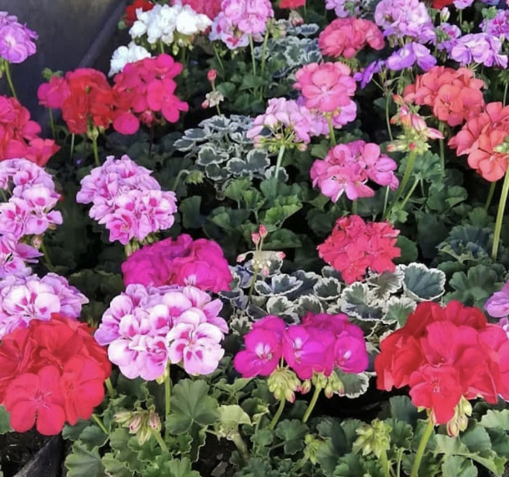 garden geranium from Ecuador on December 8, 2020 at 10:22 AM by David ...