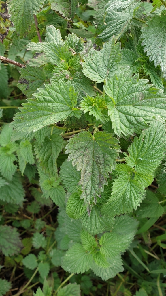 great stinging nettle from Cossington, Bridgwater TA7 8LR, UK on ...