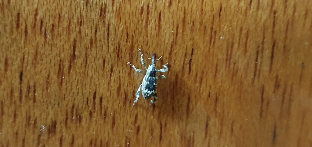 Acicnemis from Nilandhoo, Maldives on December 8, 2020 at 08:04 PM by ...