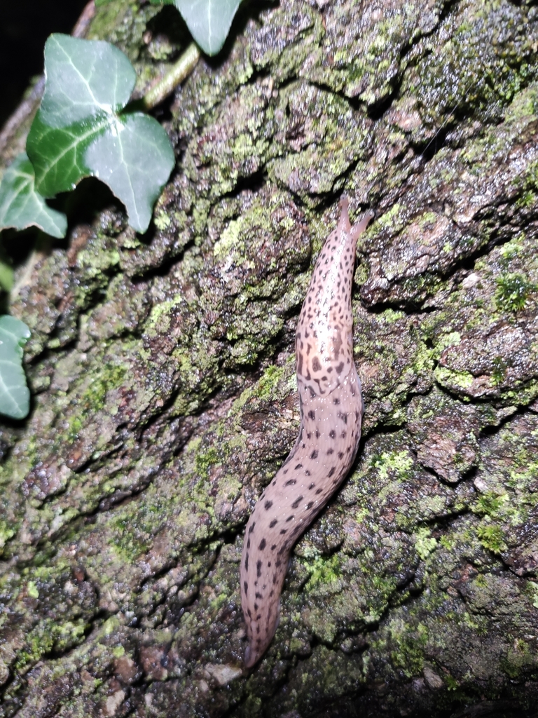 Leopard Slug from 60030 Castelbellino AN, Italia on December 8, 2020 at ...
