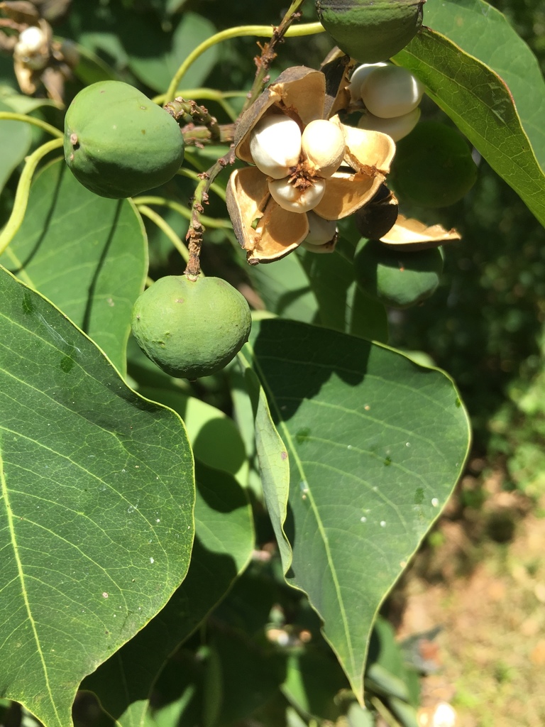 Chinese Tallow from Smith County, US-TX, US on September 21, 2017 at 02 ...