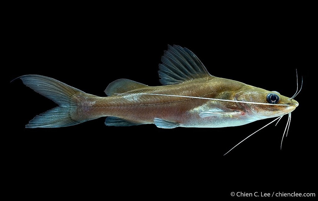 Hemibagrus nemurus from Petra Jaya, Kuching, Sarawak, Malaysia on ...