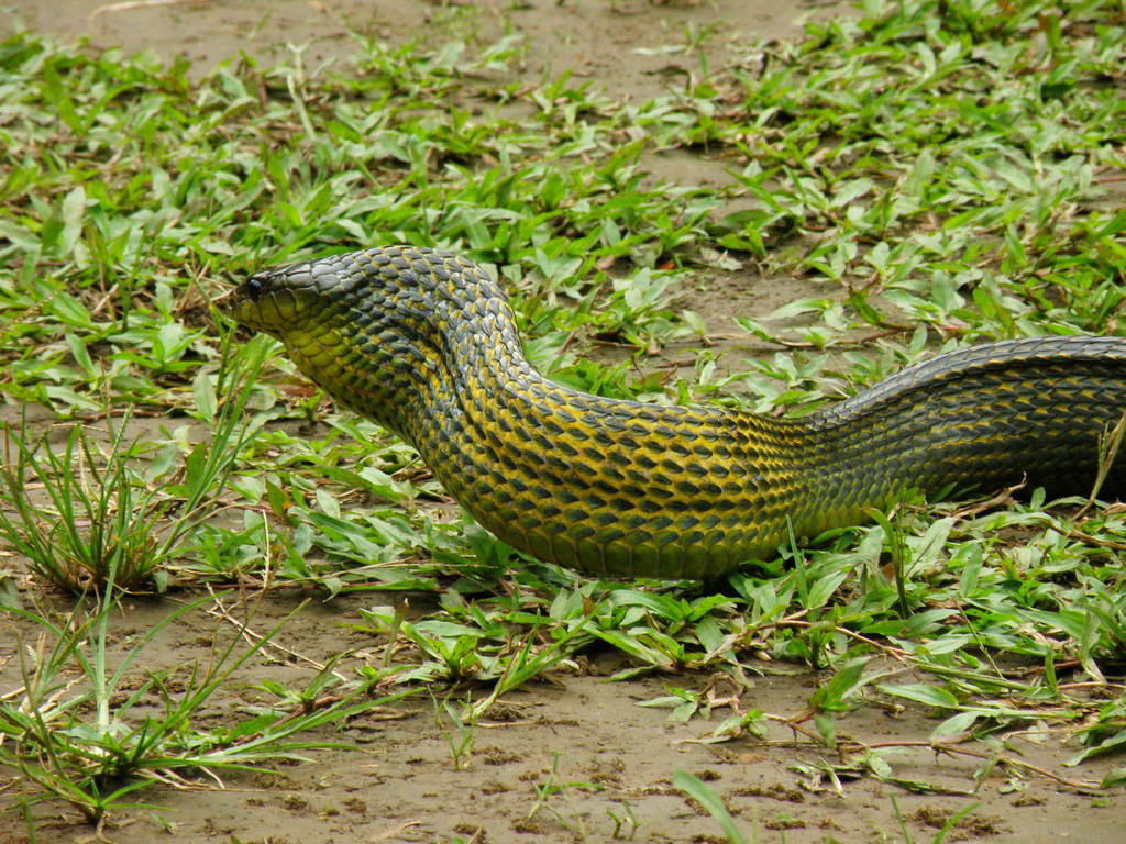 Amazon Puffing Snake from Shushufindi, Ecuador on July 17, 2010 at 12: ...