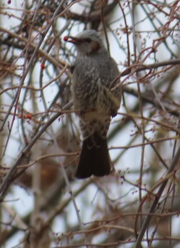 Brown-eared Bulbul from 日本 〒060-0817 on December 9, 2020 by 西村一彦 ...