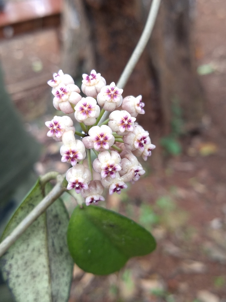 Hoya alexicaca from 885, Jakatwadi, Amboli, Maharashtra 416510, India ...