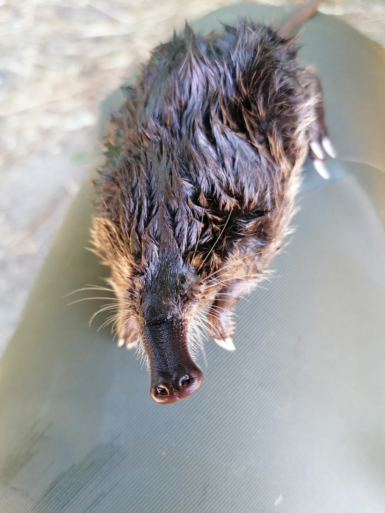 Pyrenean Desman in July 2020 by Rui Caratão · iNaturalist