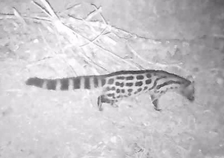 Cape Genet from EC, ZA on June 20, 2020 at 06:52 PM by Matthew Farthing ...