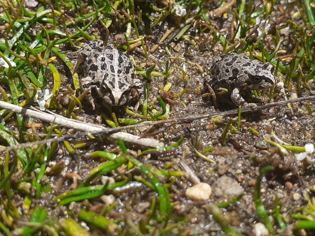 Marbled Four-eyed Frog in December 2020 by James W. Ttito Nina ...