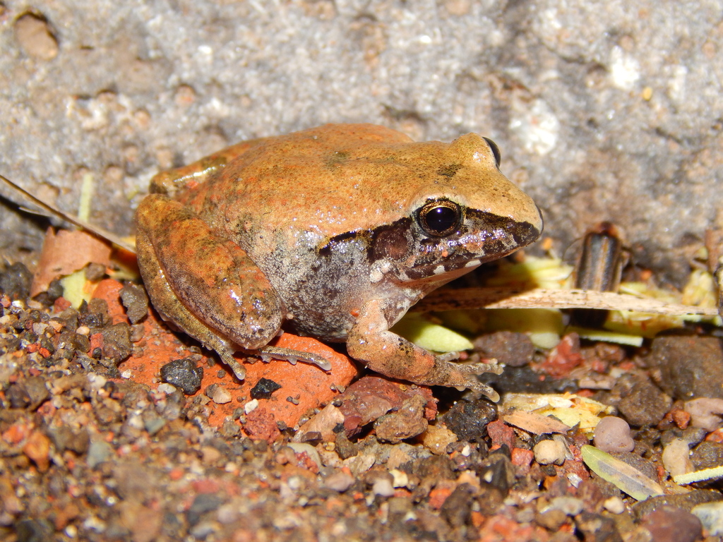 Taylor's Barking Frog from Guadalajara, Jal., México on September 13 ...