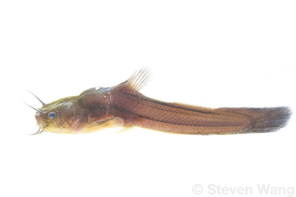 Tadpole Madtom from Cypress, TX, USA on December 09, 2020 at 05:11 PM ...