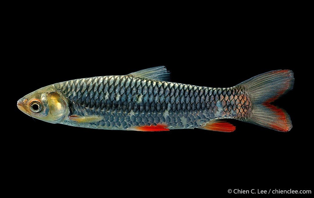 Leptobarbus from Kampung Tunku Fasa 2, Kampung Tupong Tengah, 93050 ...