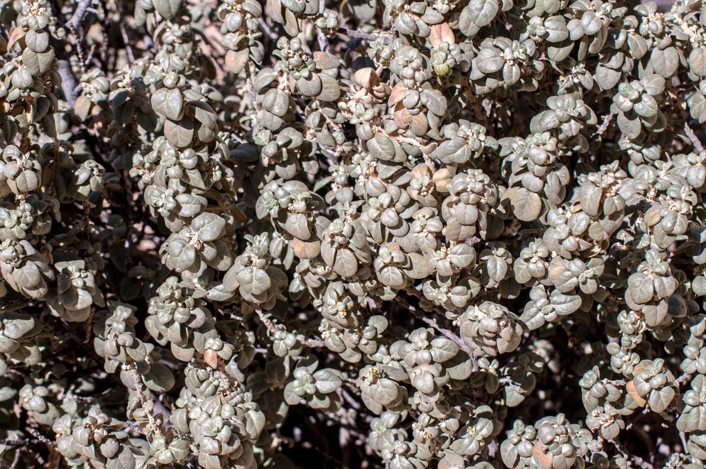 Roundleaf buffaloberry from capitol reef national park on April 20 ...