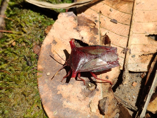 Pygoplatys tenangau · iNaturalist
