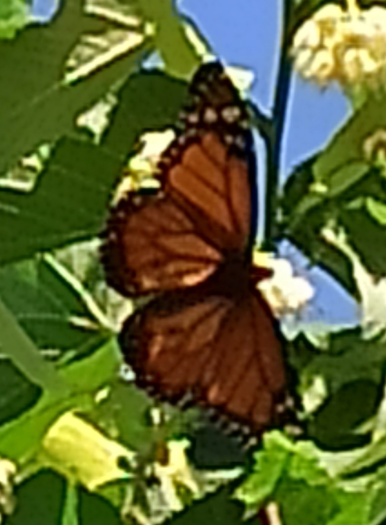 Southern Monarch from La Matanza, AR-BA, AR on December 10, 2020 at 09: ...