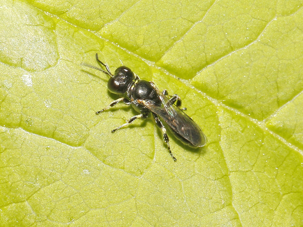 Crossocerus elongatulus from Taylor Creek, Toronto, Ontario on June 13 ...