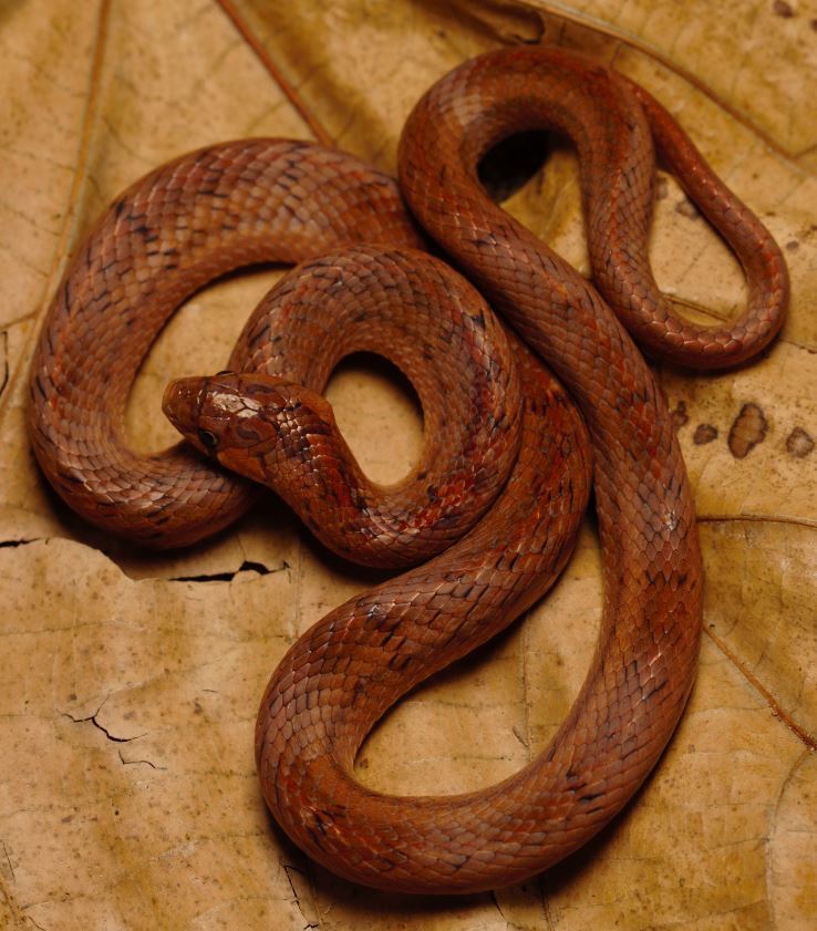 Taiwan Kukri Snake from 澳門聖方濟各堂區 on May 15, 2020 at 10:30 PM by キース搵肥 ...