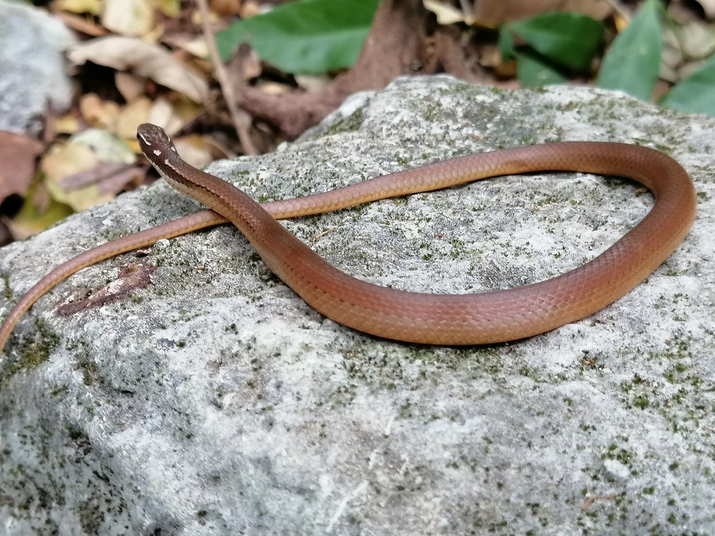 Peninsula Stripeless Snake from Solidaridad, Q.R., México on March 17 ...