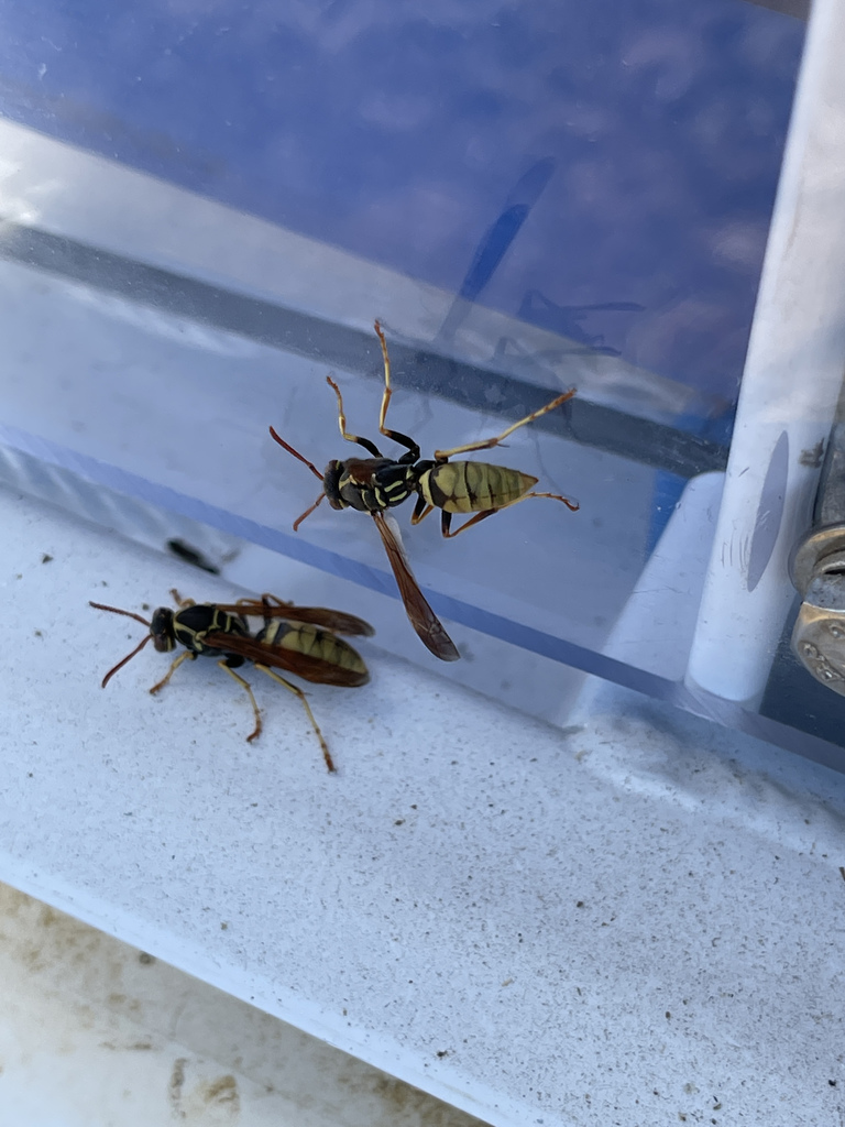 Golden Paper Wasp from Dixon, CA, US on December 10, 2020 at 11:07 AM ...