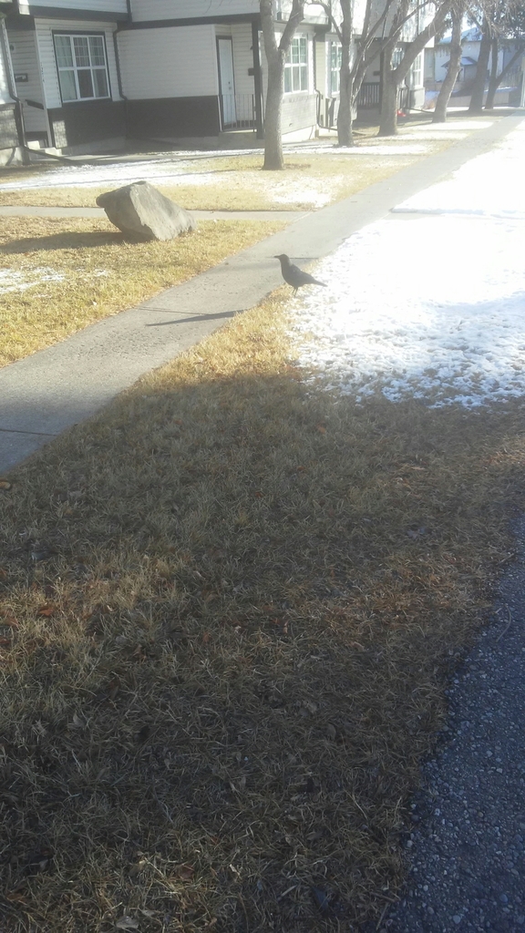 American Crow from Calgary, AB T2E 7T5, Canada on December 10, 2020 at ...