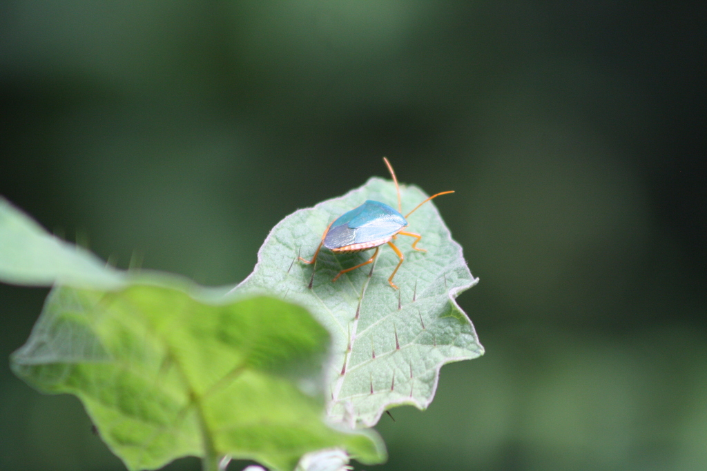 Red-bordered Stink Bug from Chinácota, North Santander, Colombia on ...