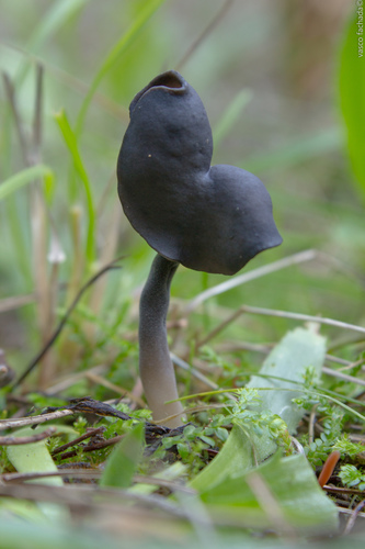 Helvella fallax · iNaturalist