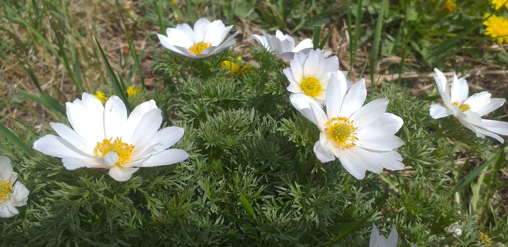 Adonis mongolica from Khoroo 12, Ulaanbaatar, Mongolia on May 22, 2020 ...