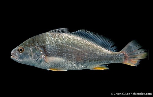 Nibea soldado · iNaturalist Mexico