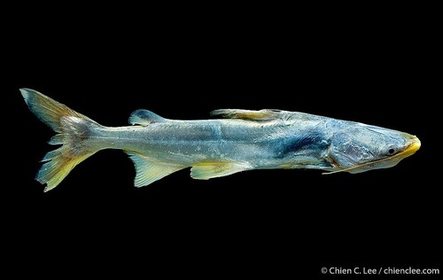 Soldier Catfish (Osteogeneiosus militaris) · iNaturalist