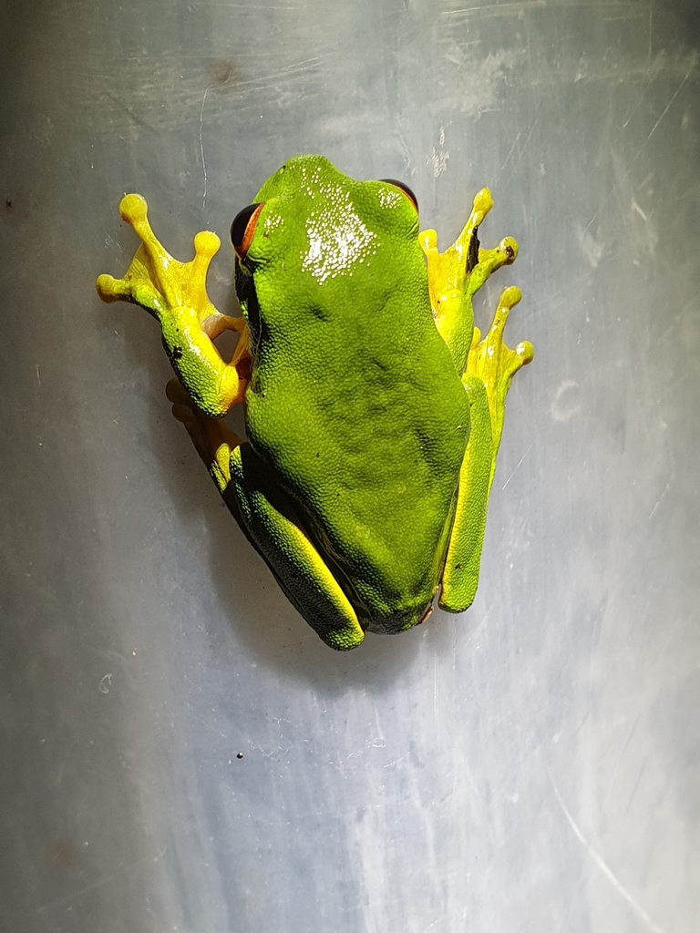 Orange-eyed Tree Frog from Mackay - Pt B, AU-QL, AU on December 09 ...