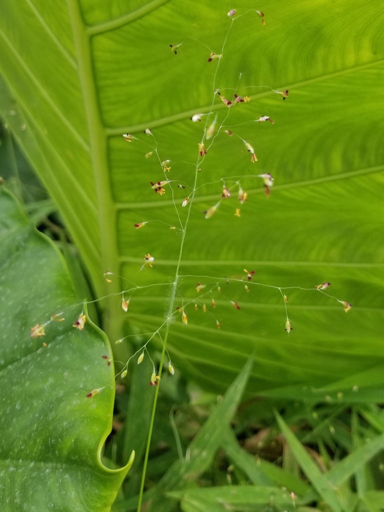 Panicum notatum from Sai Kung, Hong Kong on December 11, 2020 at 12:28 ...