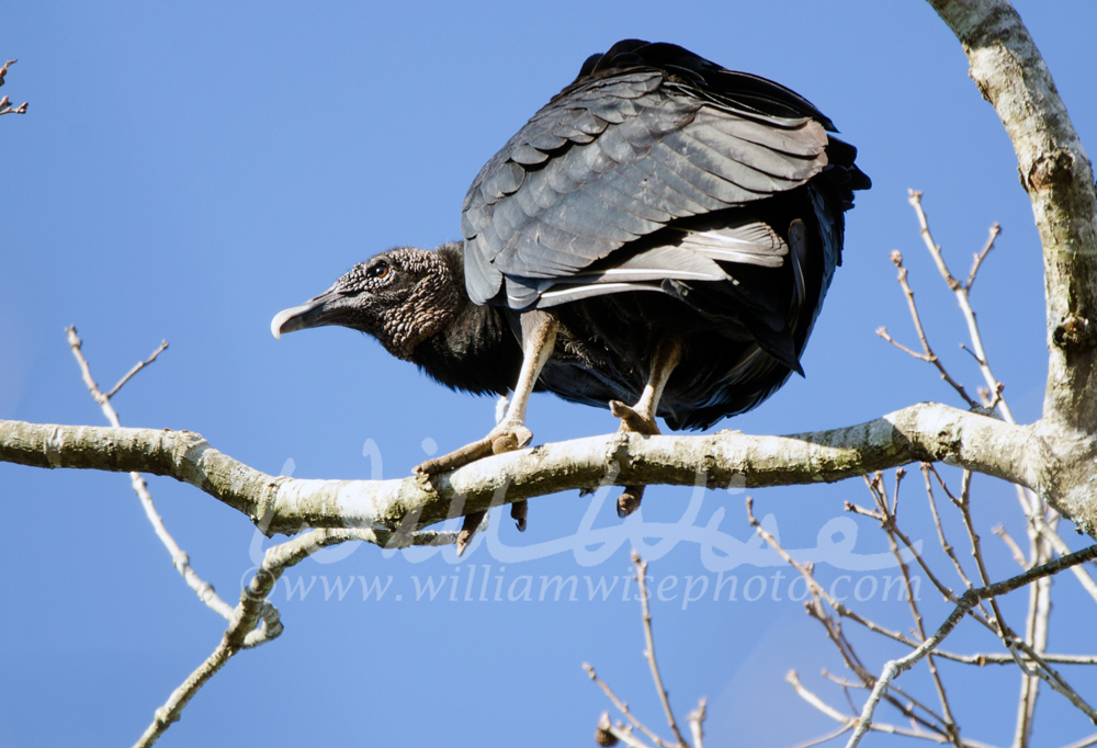 Black Vulture from Athens, GA, USA on January 14, 2018 at 03:43 PM by ...