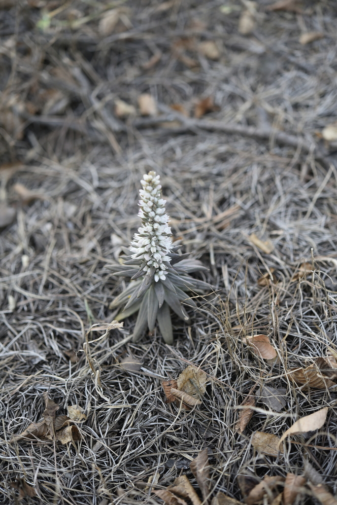 rock pine from 대한민국 인천광역시 옹진군 on October 4, 2018 at 05:15 PM by ...