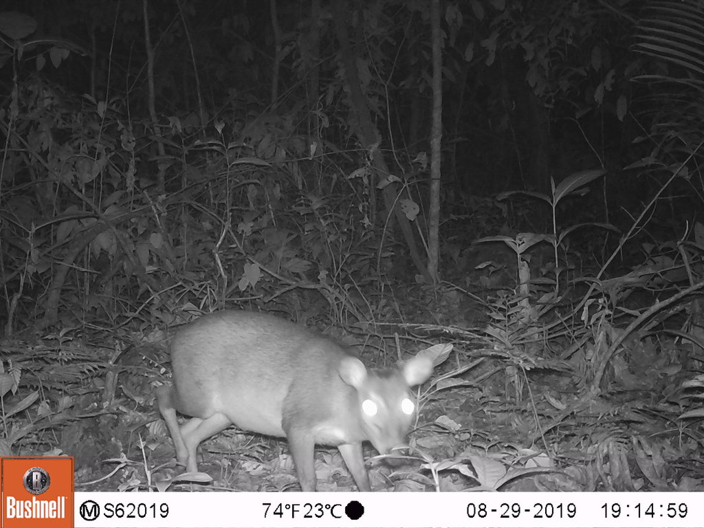 Bay Duiker in August 2019 by tiffinwild · iNaturalist