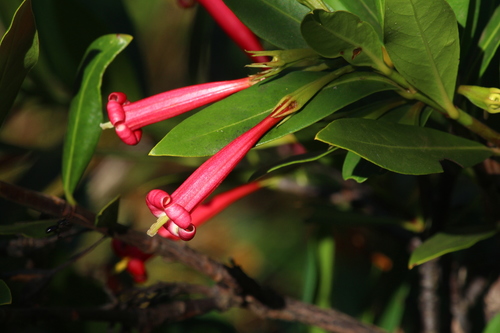 Genus Augusta · iNaturalist