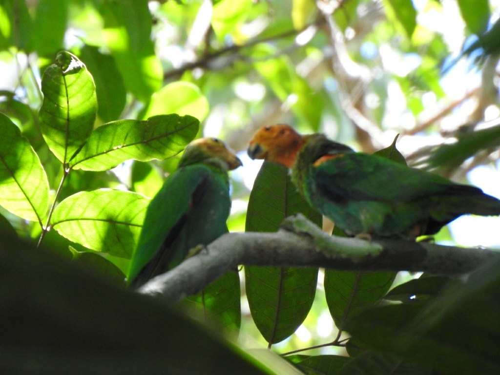 Bald Parrot in April 2020 by Leandro Paukoski. Papagaio de cabeça ...