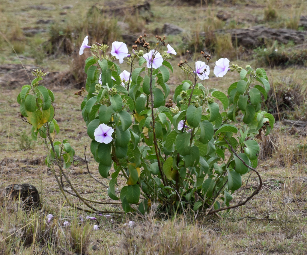 Ipomoea hildebrandtii from Narok County, Kenya on September 7, 2017 at ...