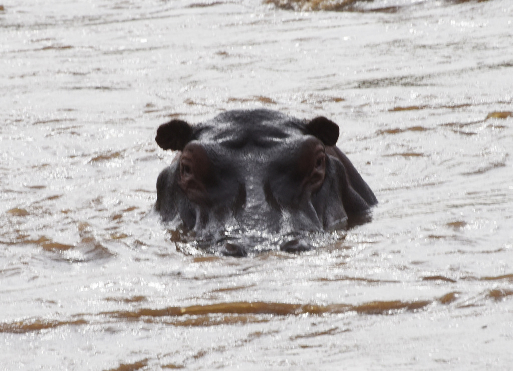 Common Hippopotamus in September 2017 by Henry Fabian · iNaturalist