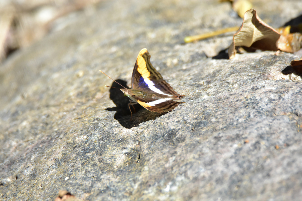 Silver Emperor from San Ignacio, Sin., México on November 29, 2020 at ...