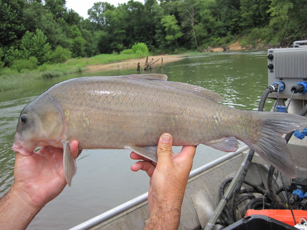 Black Buffalo from Butler County, MO, USA on August 10, 2015 at 05:17 PM by Brandon Brooke ...