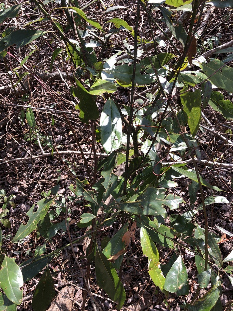 Swamp Bay from Old Maple Hill Rd, Burgaw, NC, US on December 11, 2020 ...