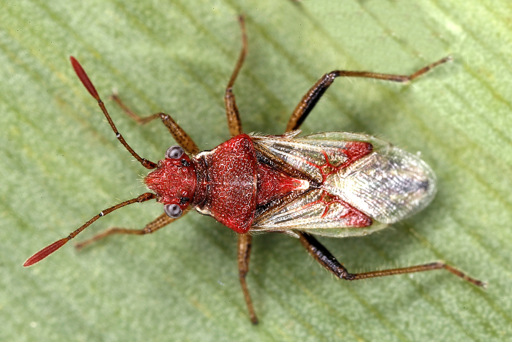 Rhopalus lepidus from Calvi, Frankreich on April 15, 2014 at 10:48 PM ...