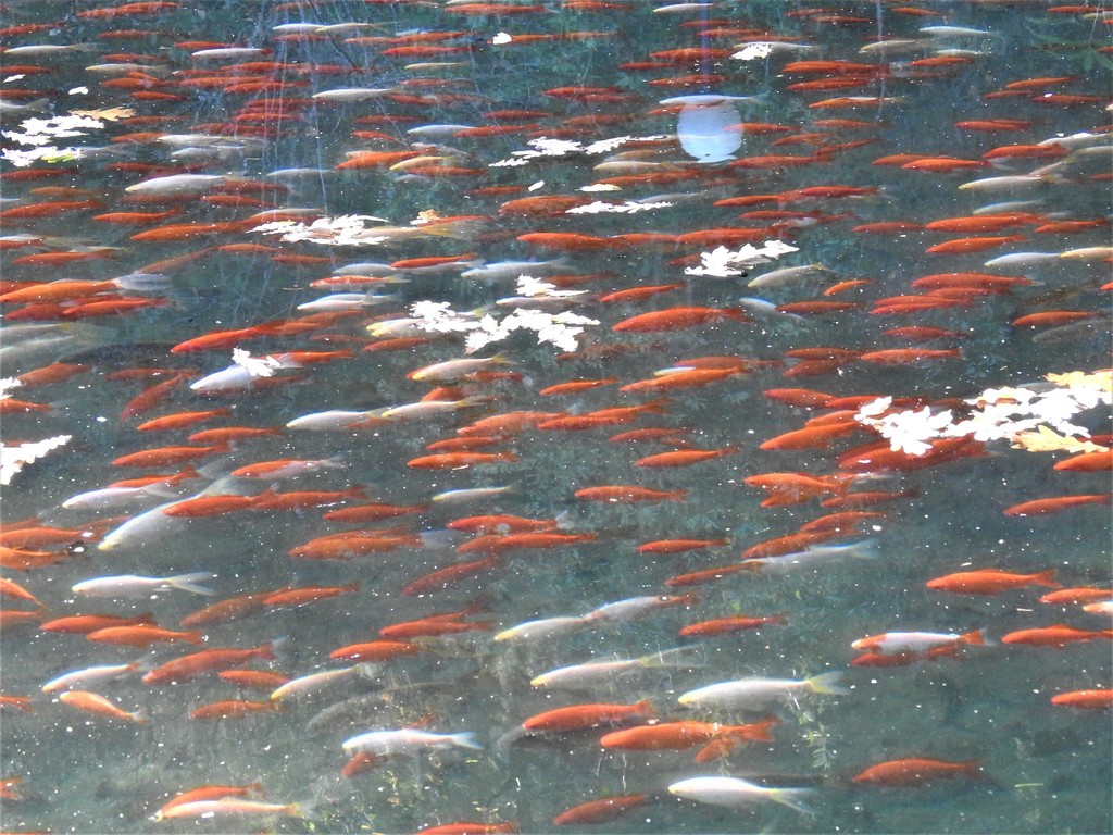 Goldfish from São Bento da Porta Aberta, Portugal on December 01, 2020 ...