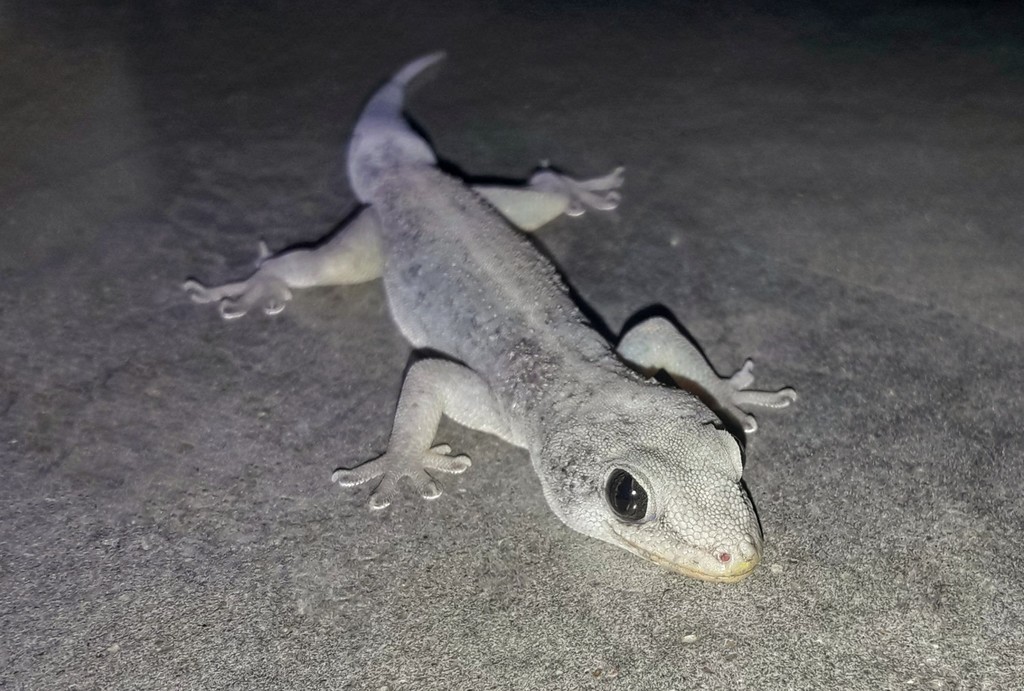 Tropical House Gecko from Ouro Branco - RN, Brasil on July 10, 2020 at ...