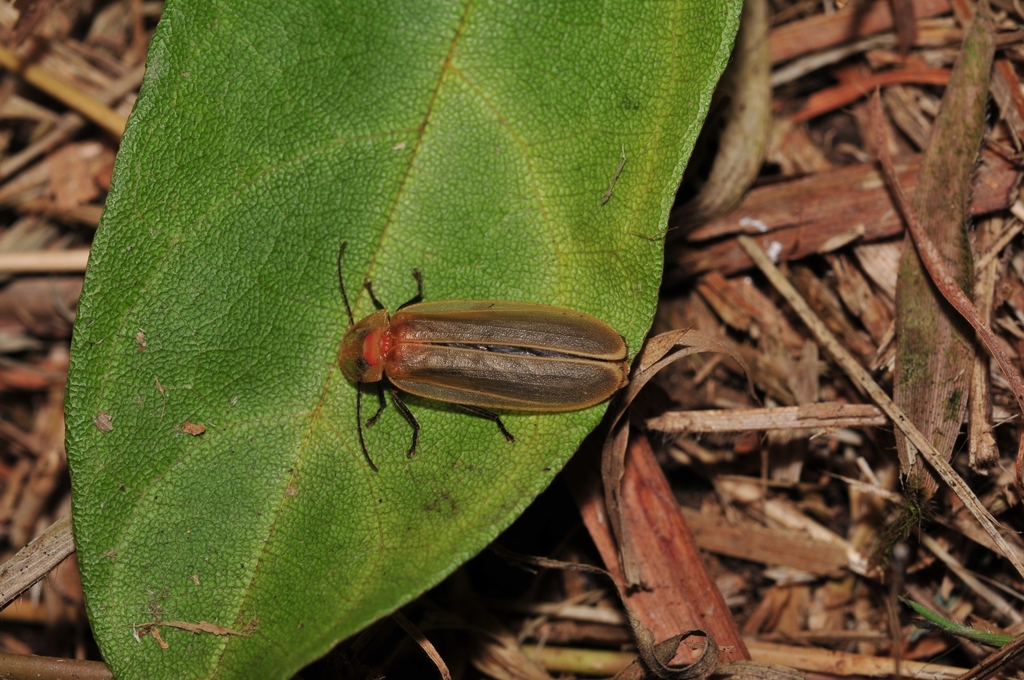 Diaphanes lampyroides in December 2020 by Yui Hong Chiu · iNaturalist