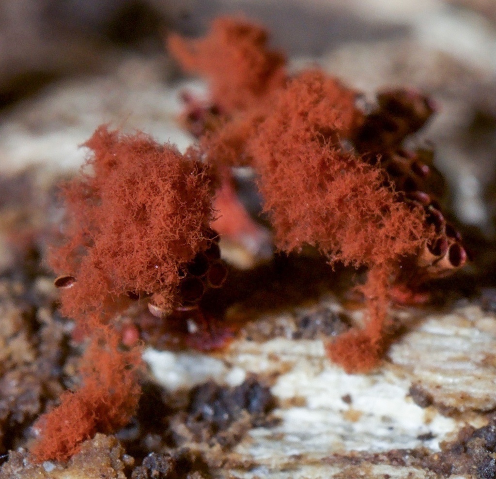 Wasp's Nest Slime Mold from Wildwood, MO, US on December 10, 2020 at 05 ...